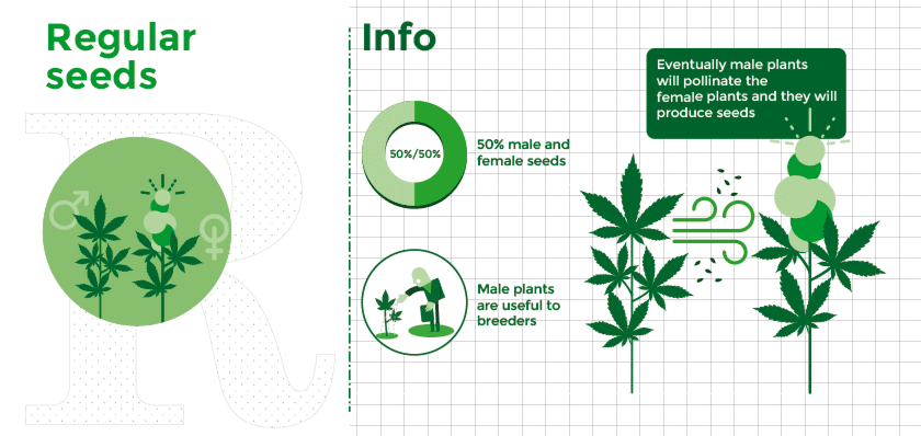 Grow Guide 2020 | How To Grow Marijuana for Beginners - AMS