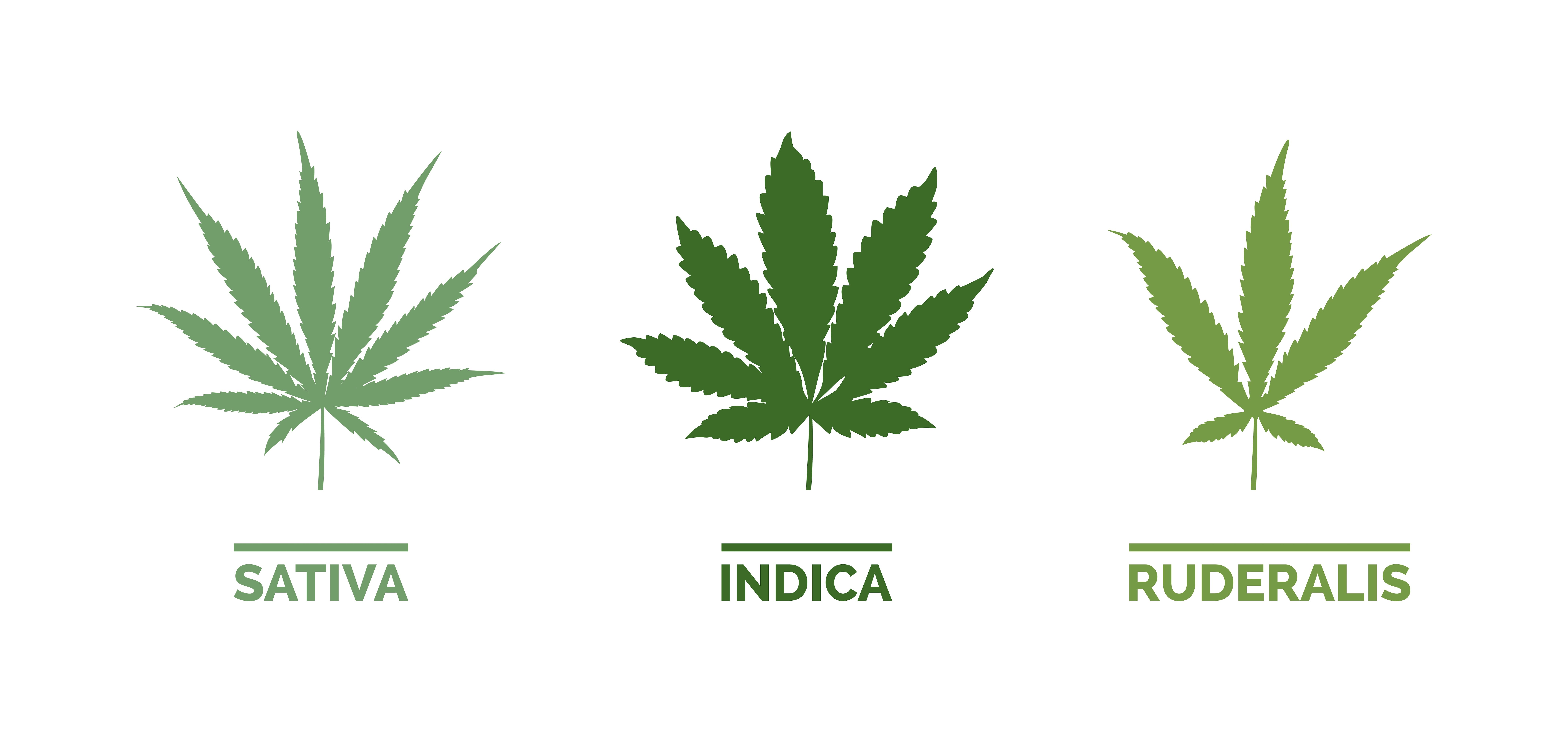 Cannabis Indica Leaf