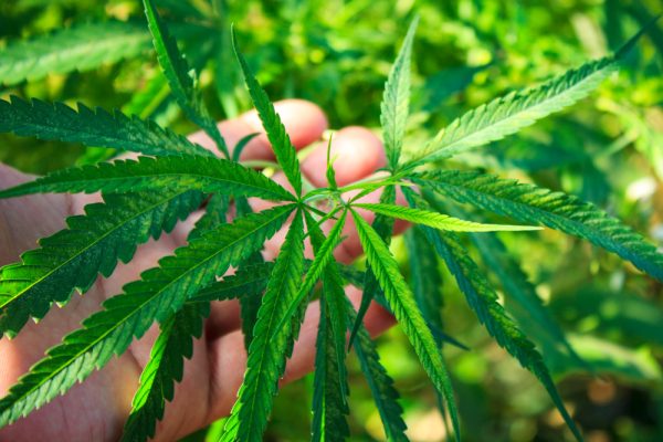 How To Increase THC Potency – Proper Curing & Drying