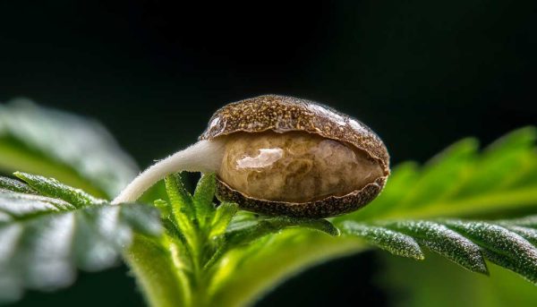Cannabis Grow Stages: Seed To Harvest Timeline