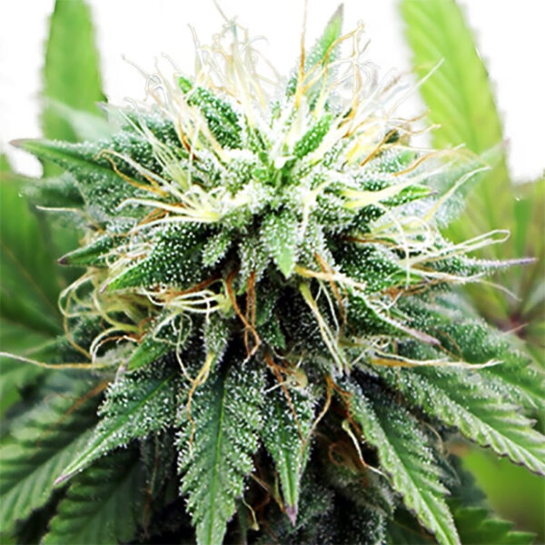 All Seeds - Sativa