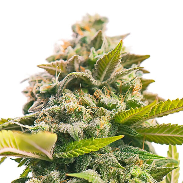 Pineapple Express Autoflower Weed Seeds