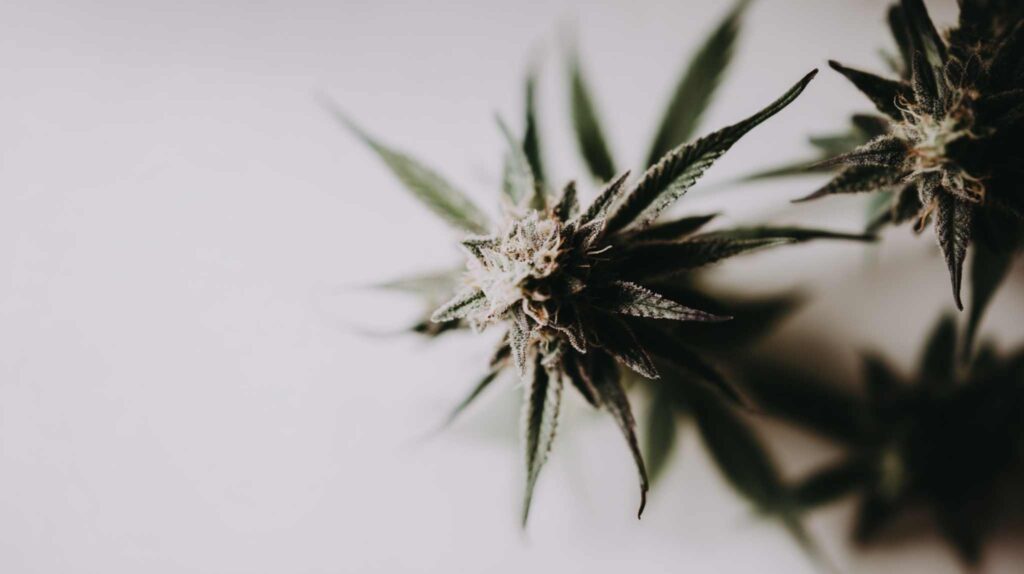 When To Harvest Cannabis | Trichomes, Maturity, And "Over Ripe ...